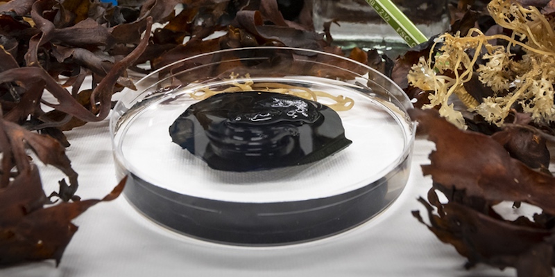 Seaweed-based Sensor Acts as Second Skin for Health Monitoring - News