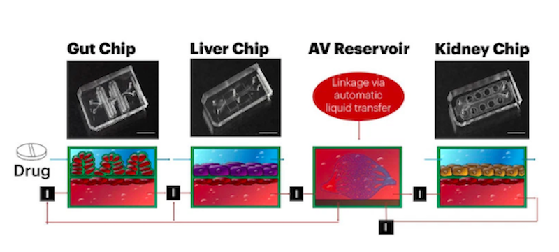 Organ-on-a-Chip Designed to Overcome Major Flaws in Pharmaceutical ...